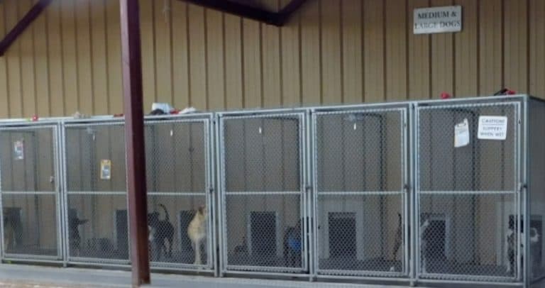 Socorro Animal Services | City of Socorro New Mexico